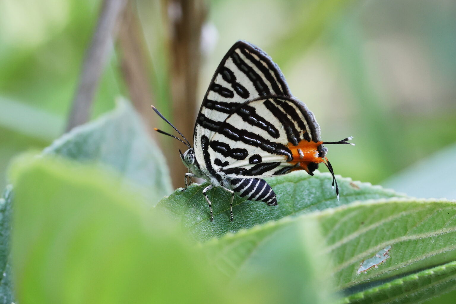 灰蝶之二：豆粒銀線灰蝶 | 心之所在即為家